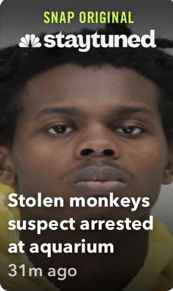 SNAP ORIGINAL staytuned Stolen monkeys suspect arrested at aquarium ago ...