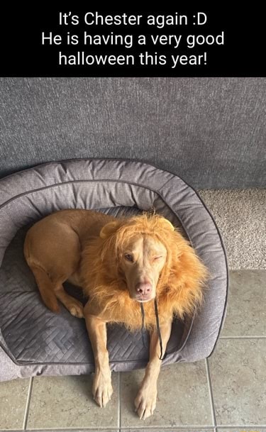 It's Chester again :D He is having a very good halloween this year ...