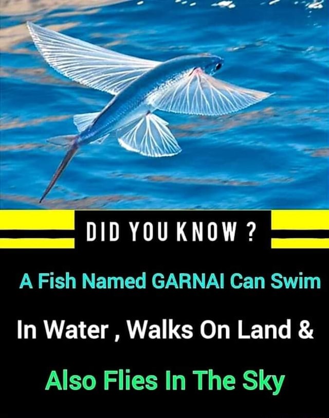 DID YOU KNOW ? A Fish Named GARNAI Can Swim In Water , Walks On Land ...