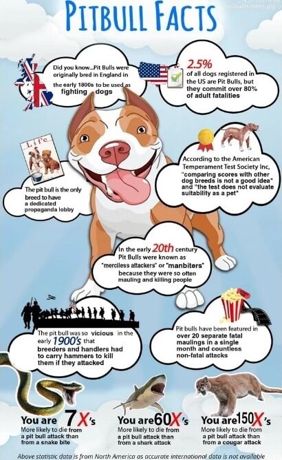 PITBULL FACTS id you bred ul 'igaly bred in England in the 12008 tobe used, dogs 25% ofall dogs ...