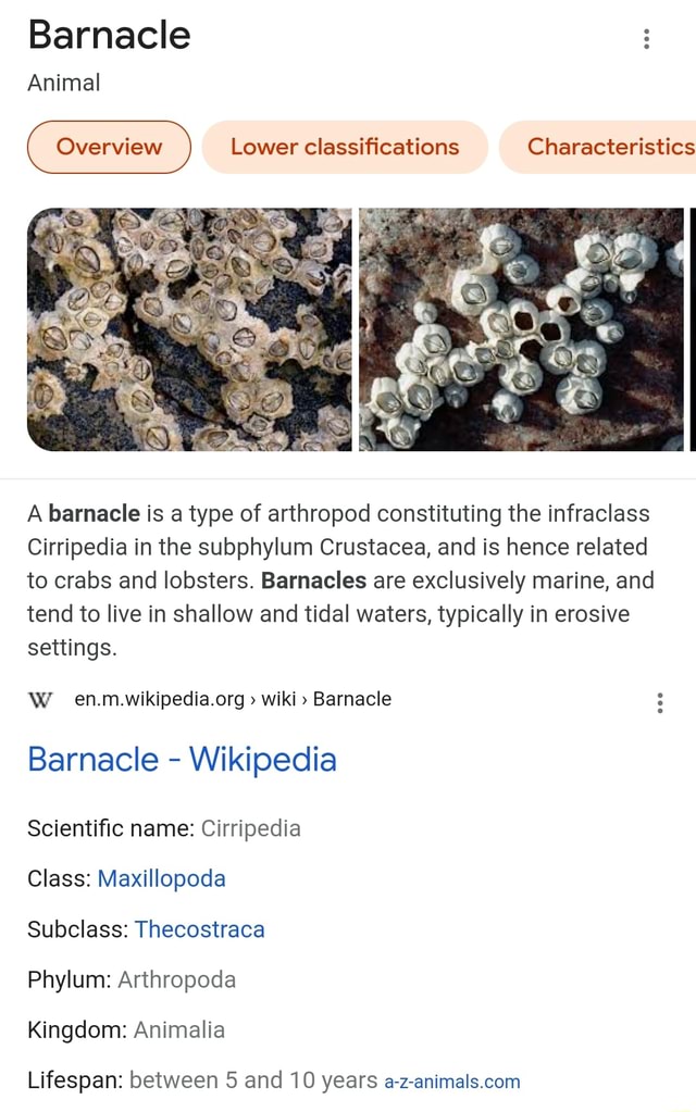Barnacle Animal Overview Lower classifications Characteristics A ...