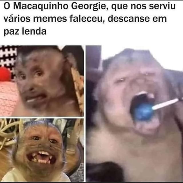 O Macaquinho Georgie, que nos serviu vários memes faleceu, descanse em ...