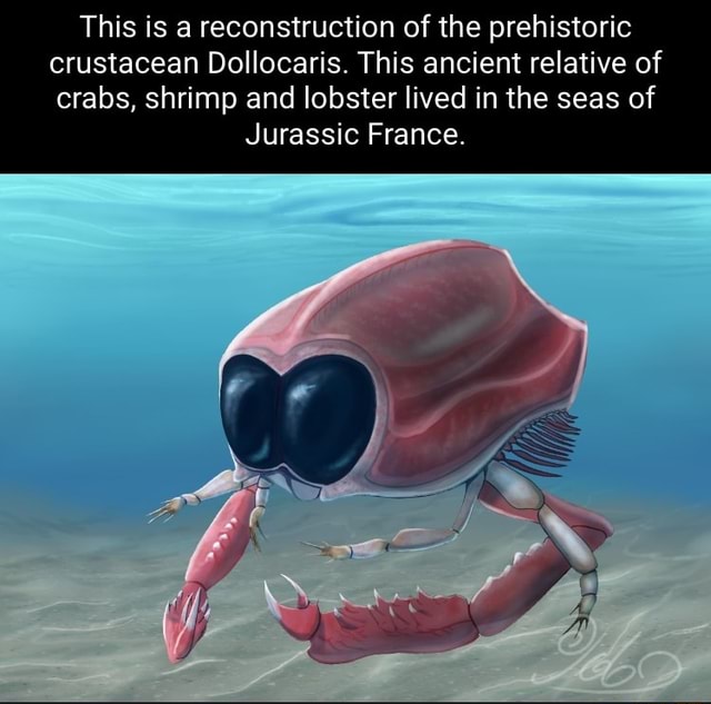 This is a reconstruction of the prehistoric crustacean Dollocaris. This ...