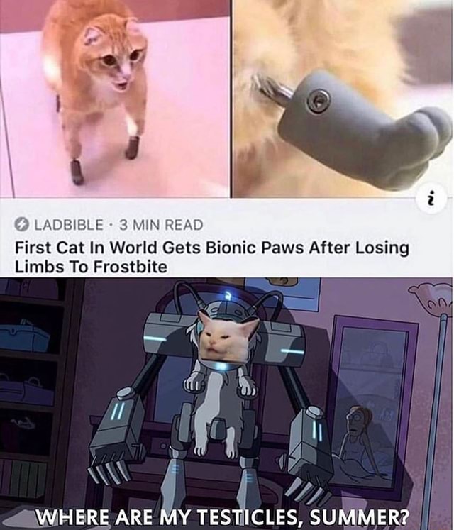 LADBIBLE - 3 MIN READ First Cat In World Gets Bionic Paws After Losing ...
