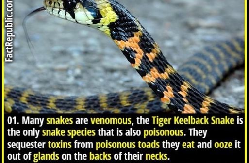 'FactRepublic.cor 01. Many snakes are venomous, the Tiger Keelback ...