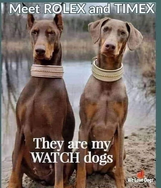 Meet ROLEX and TIMEX Bhev are iy WATCH dogs - iFunny Brazil