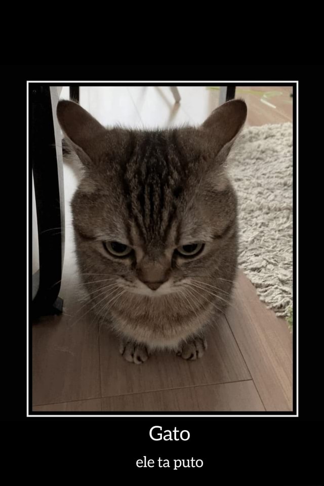 Gato ele ta puto - iFunny Brazil