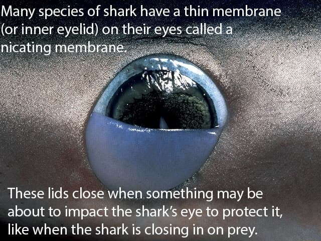 Many species of shark have a thin membrane (or inner eyelid) on their ...