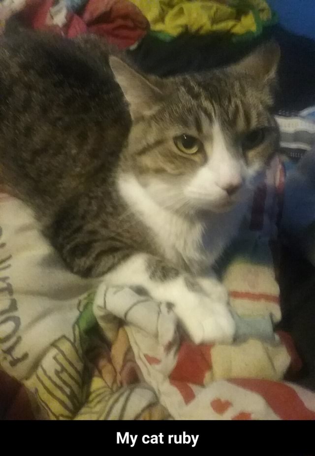 My cat ruby - My cat ruby - iFunny Brazil