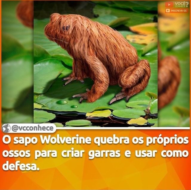 O sapo Wolverine quebra os próprios ossos para criar garras e usar como ...