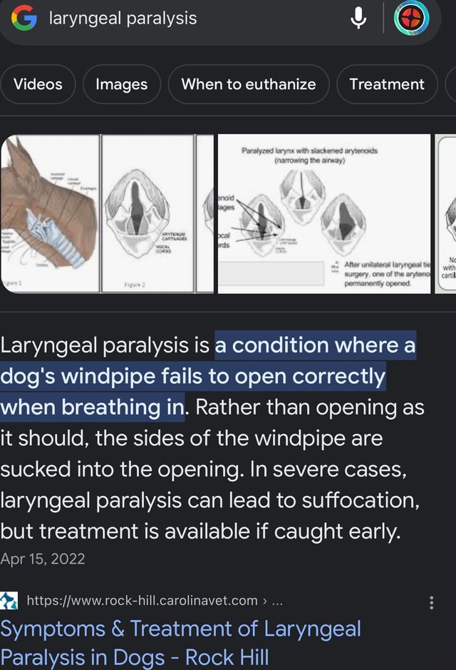 & laryngeal paralysis Videos mages When to euthanize Treatment ...