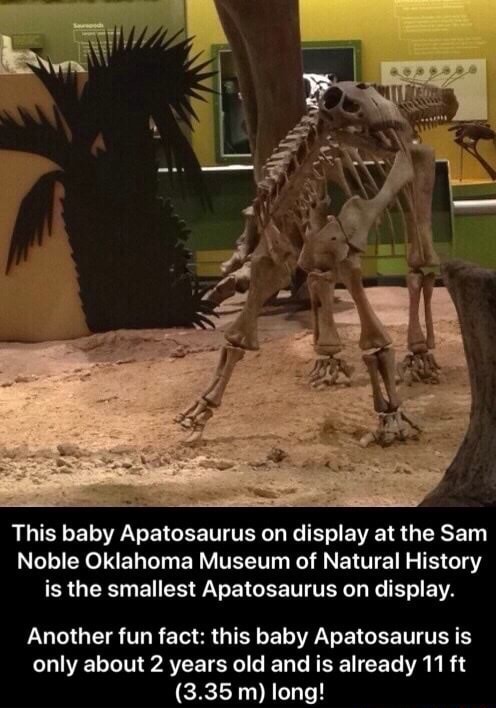 This baby Apatosaurus on display at the Sam Noble Oklahoma Museum of ...
