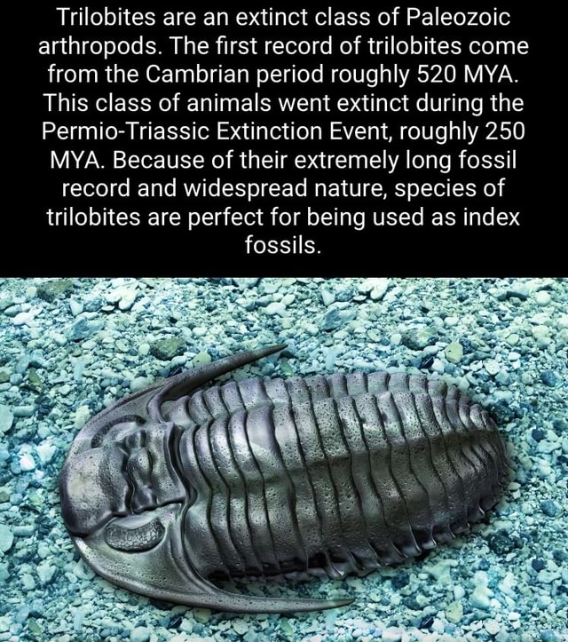 Trilobites are an extinct class of Paleozoic arthropods. The first ...