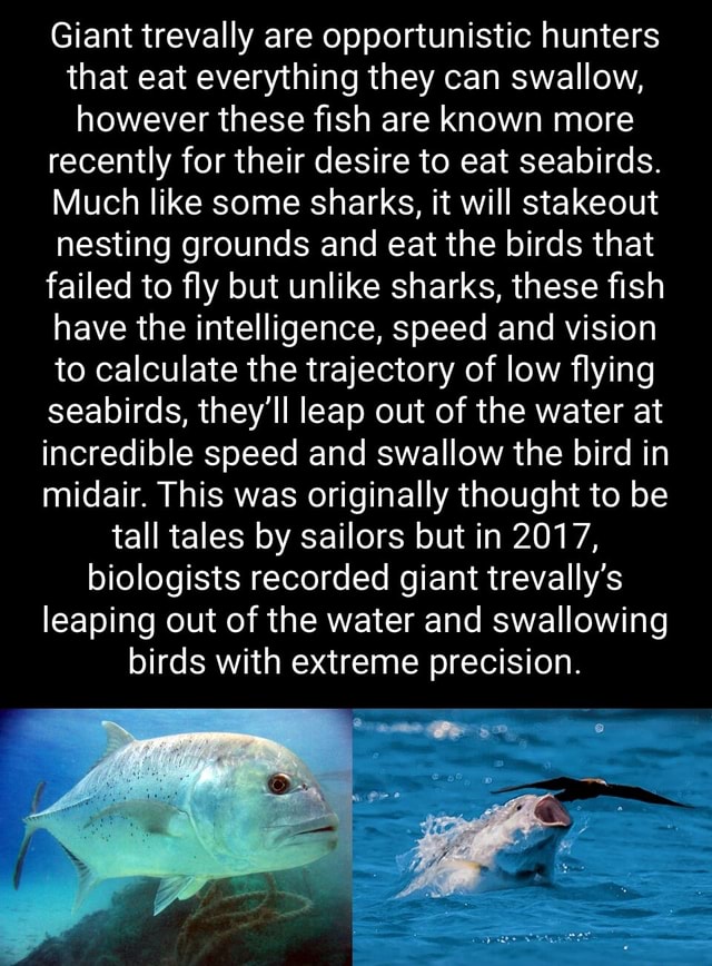 Giant trevally are opportunistic hunters that eat everything they can ...