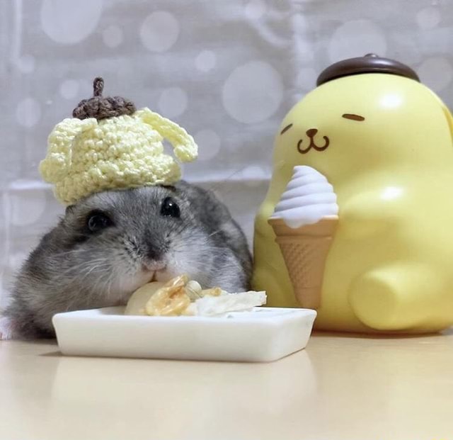 #hamster #Sanrio #pompompurin #kawaii #japan - iFunny Brazil