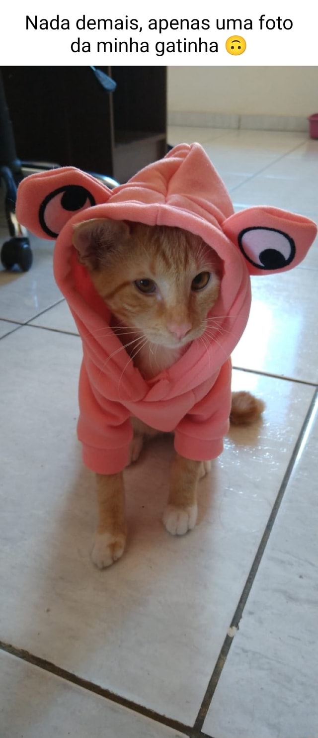 Nada Demais Apenas Uma Foto Da Minha Gatinha Ifunny Brazil