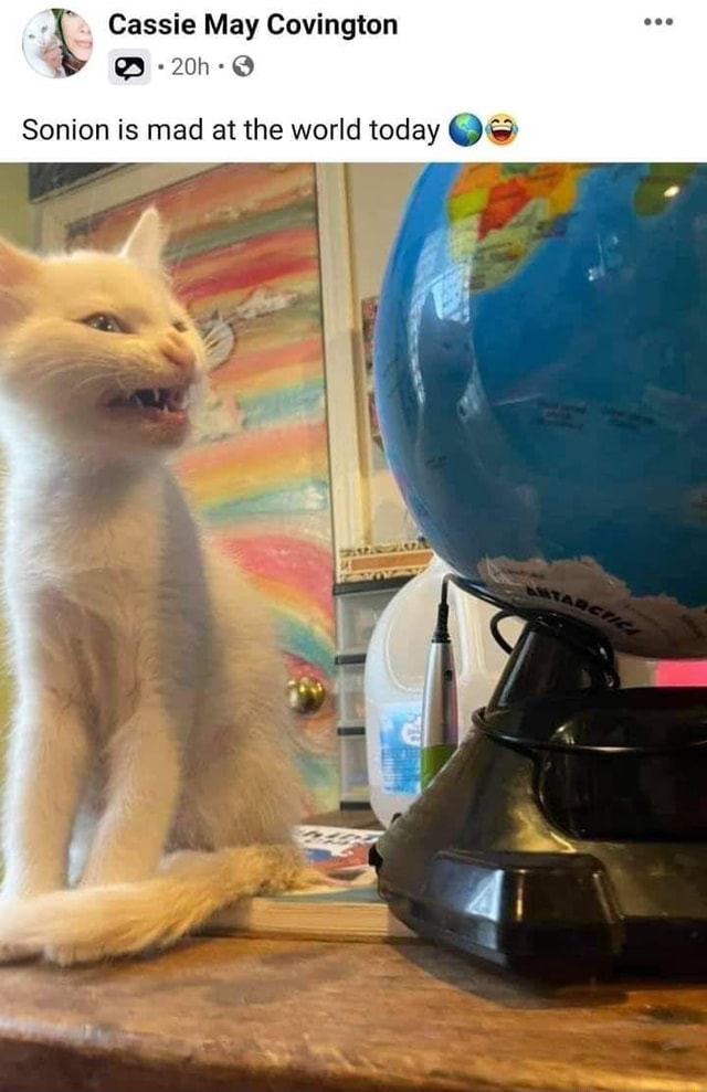 Even more cat memes - Cassie May Covington Sonion is mad at the world ...