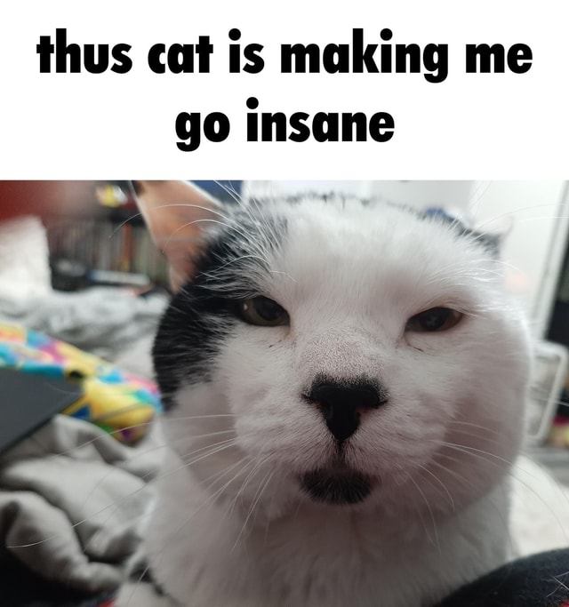 Thus cat is making me go insane - iFunny Brazil