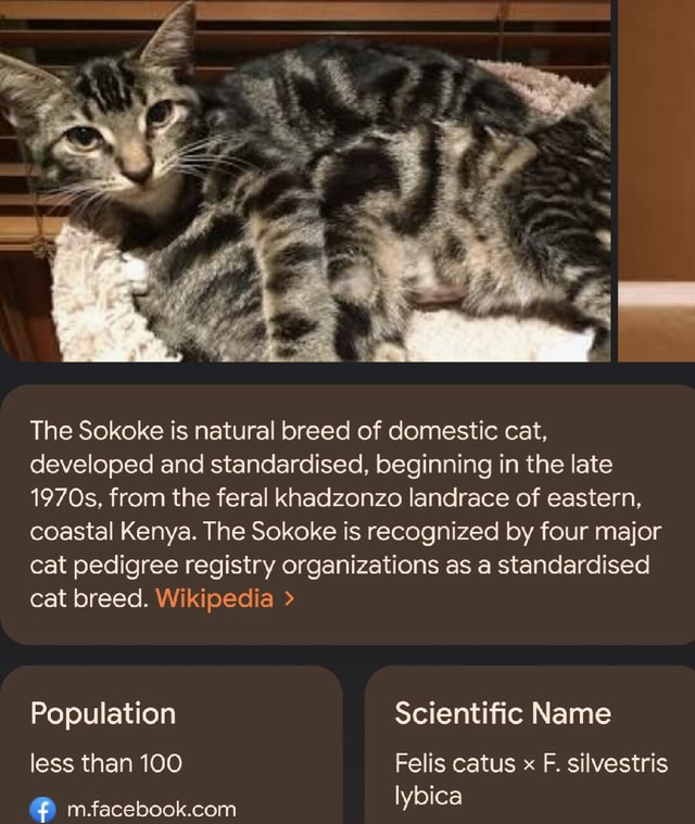 The Sokoke is natural breed of domestic cat, developed and standardised ...
