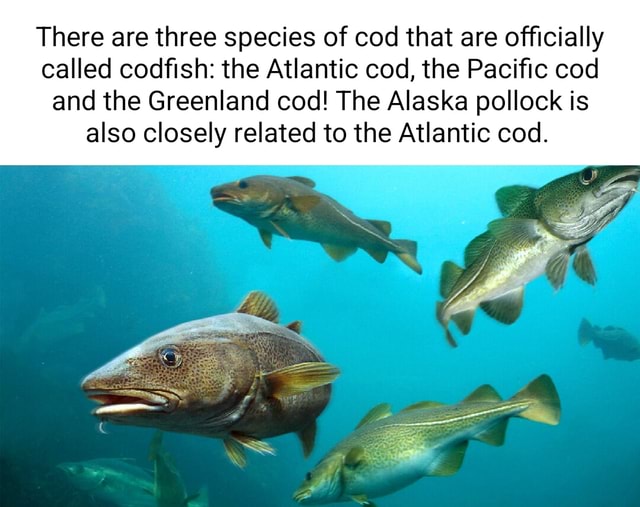There are three species of cod that are officially called codfish: the ...