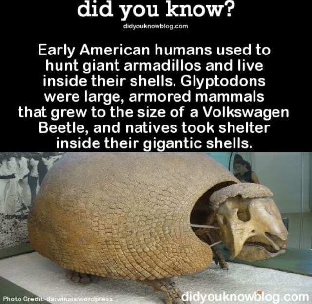 Did you know? Early American humans used to hunt giant armadillos and ...