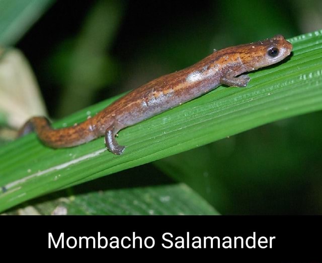 Mombacho Salamander - iFunny Brazil