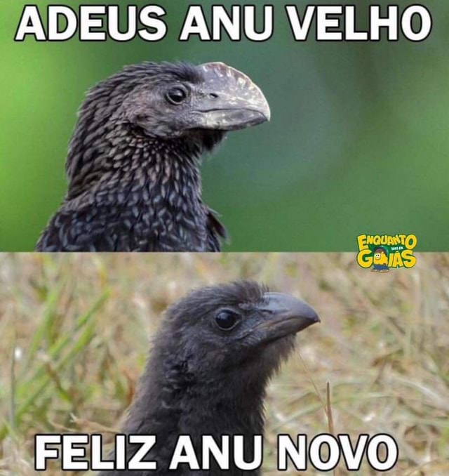 ADEUS ANU VELHO FELIZ ANU NOVO - iFunny Brazil