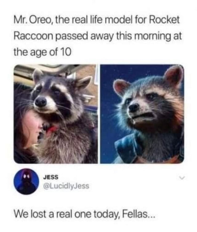 Mr. Oreo, the real life model for Rocket Raccoon passed away this ...