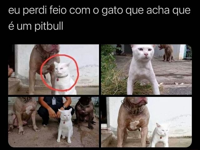 Eu perdi feio com o gato que acha que é um pitbull - iFunny Brazil