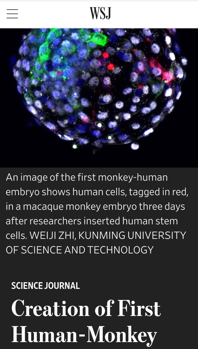 An image of the first monkey-human embryo shows human cells, tagged in ...