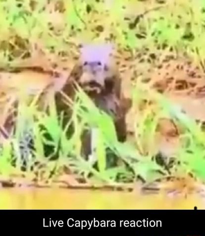 Live Capybara reaction - iFunny Brazil