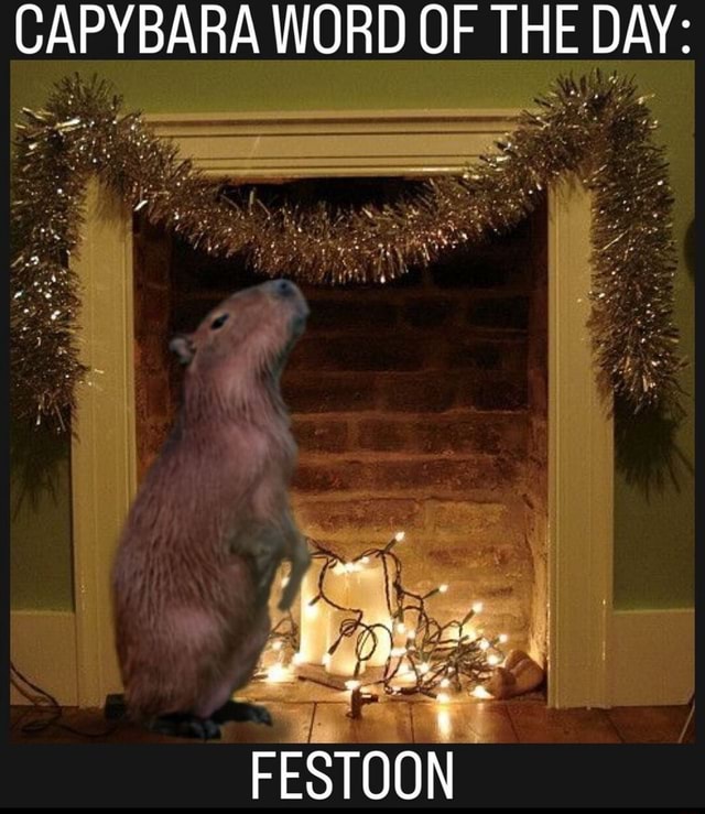 CAPYBARA WORD OF THE DAY: Ad FESTOON - iFunny Brazil
