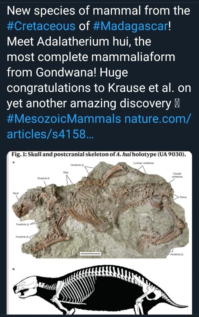 New species of mammal from the #Cretaceous of #Madagascar! Meet ...