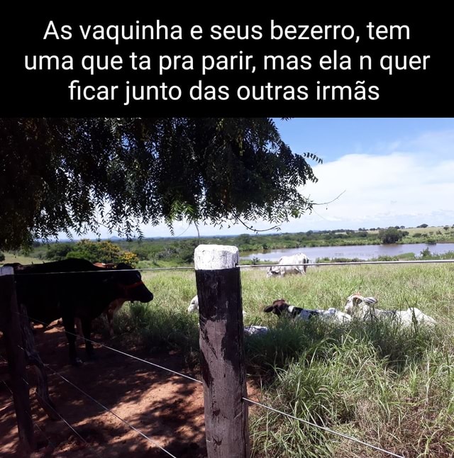 As vaquinha e seus bezerro, tem uma que ta pra parir, mas ela n quer ...