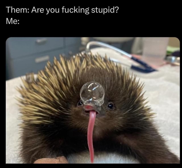 Them: Are you fucking stupid? Me: - iFunny Brazil