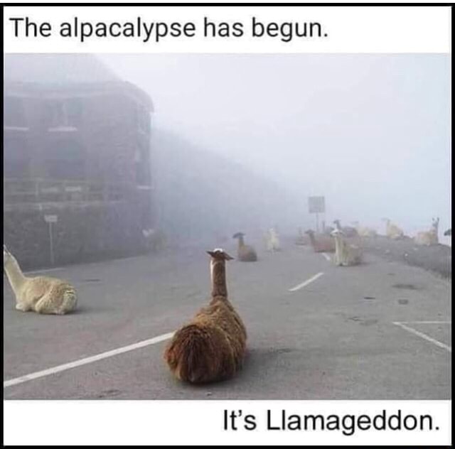 The alpacalypse has begun. It's Llamageddon. - iFunny Brazil