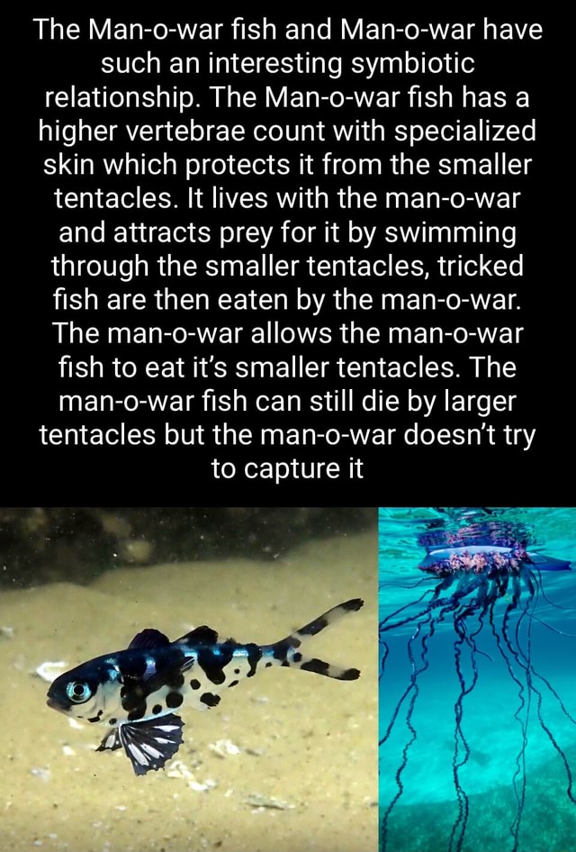 The Man-o-war fish and Man-o-war have such an interesting symbiotic ...