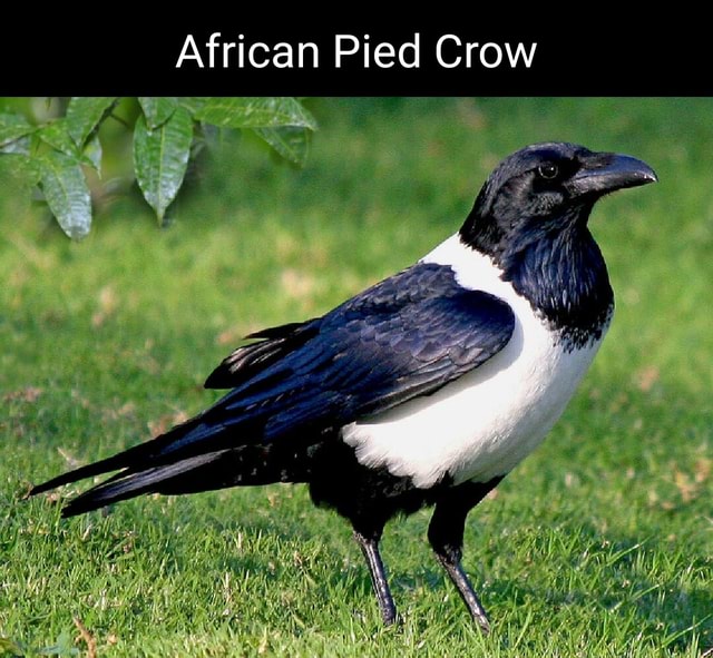 African Pied Crow - iFunny Brazil