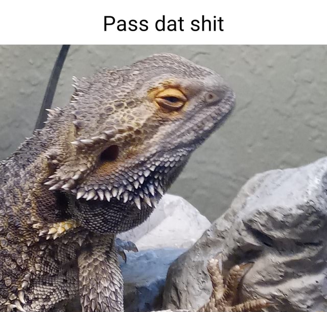 Pass dat shit - iFunny Brazil