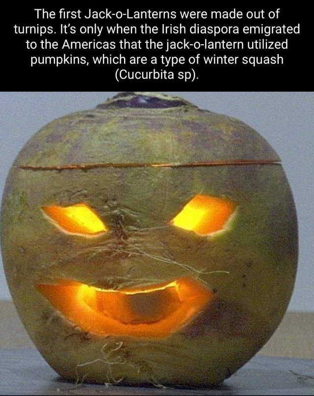 The first Jack-o-Lanterns were made out of turnips. It's only when the ...