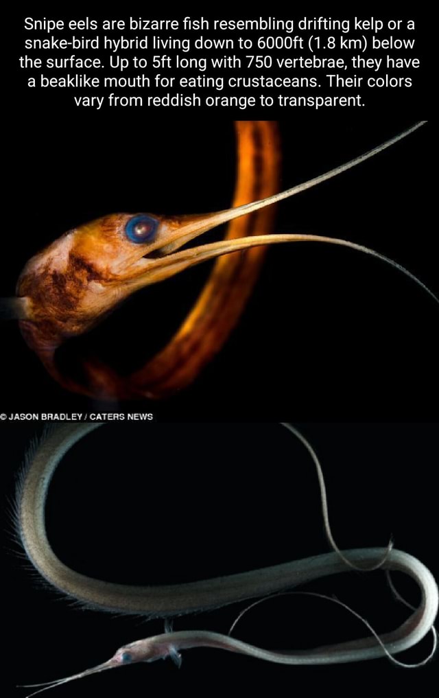 Snipe eels are bizarre fish resembling drifting kelp or a snake-bird hybrid living down to ...
