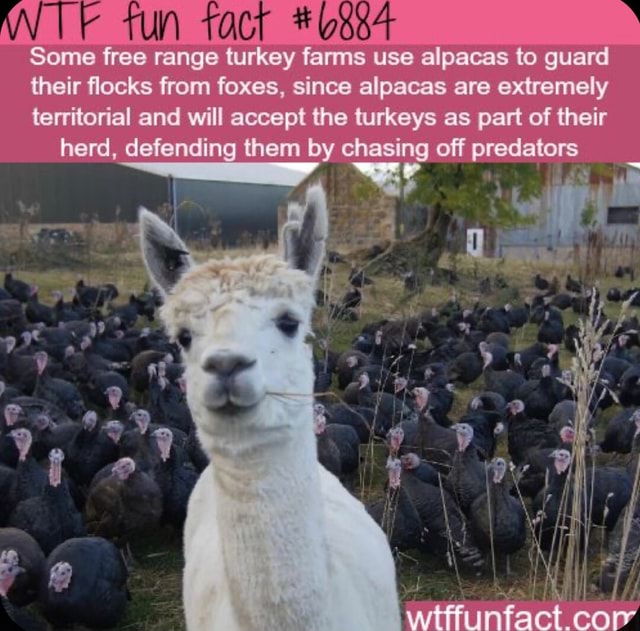Some free range turkey farms use alpacas to guard their flocks from ...