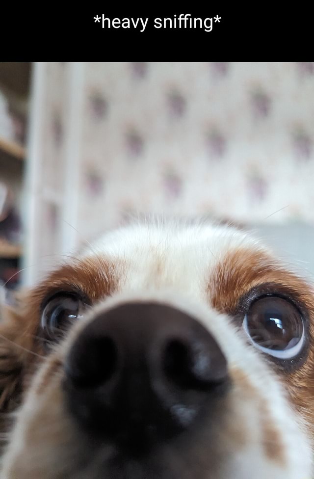 *heavy sniffing* - iFunny Brazil