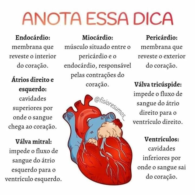 ANOTA ESSA DICA Endocárdio: Miocárdio: Pericárdio: membrana que músculo ...