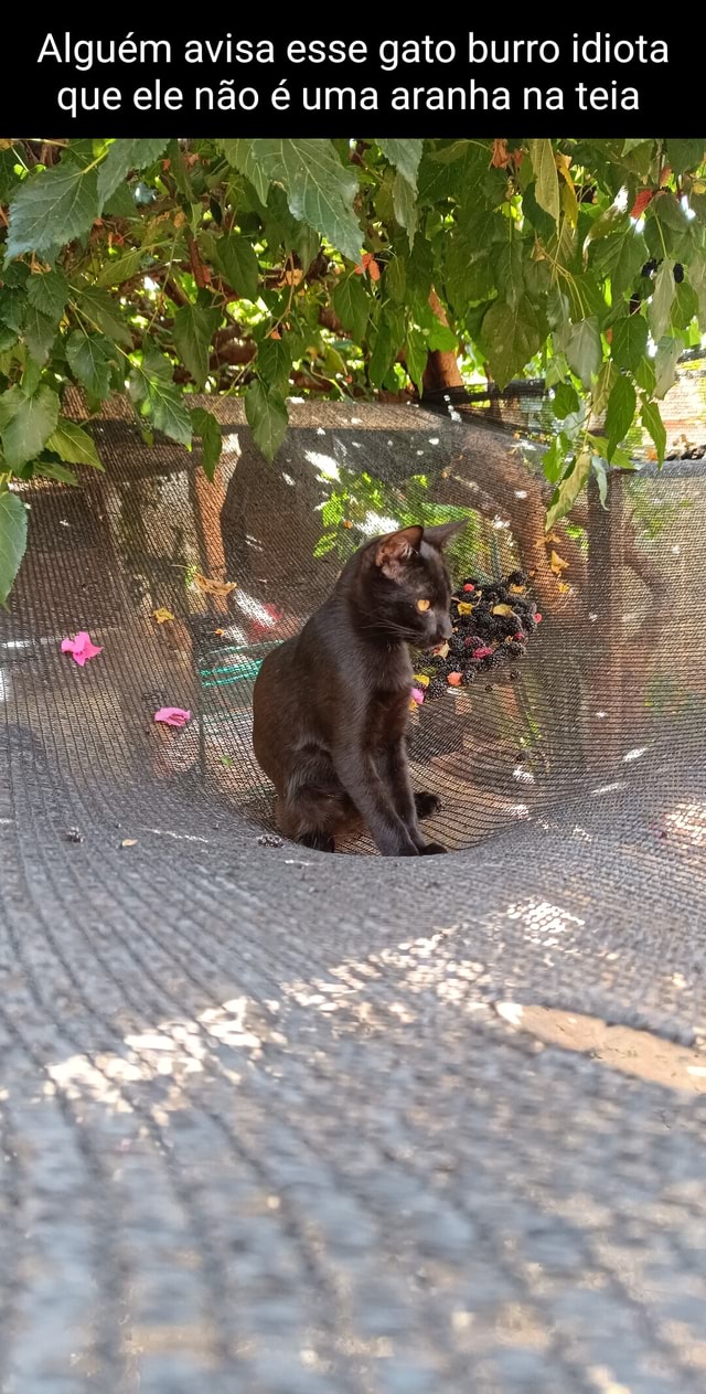Alguém avisa esse gato burro idiota que ele não é uma aranha na teia ...