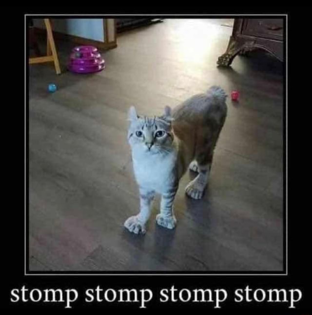 stomp-stomp-stomp-stomp-ifunny-brazil