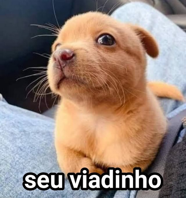 Seu viadinho - iFunny Brazil