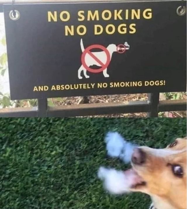 NO SMOKING @ NO DOGS AND ABSOLUTELY NO SMOKING DOGS! - iFunny Brazil