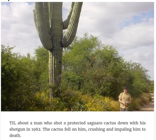 TIL about a man who shot a protected saguaro cactus down with his ...