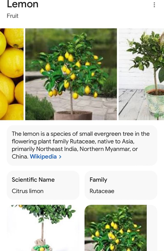 Lemon Fruit I I The lemon is a species of small evergreen tree in the flowering plant family ...